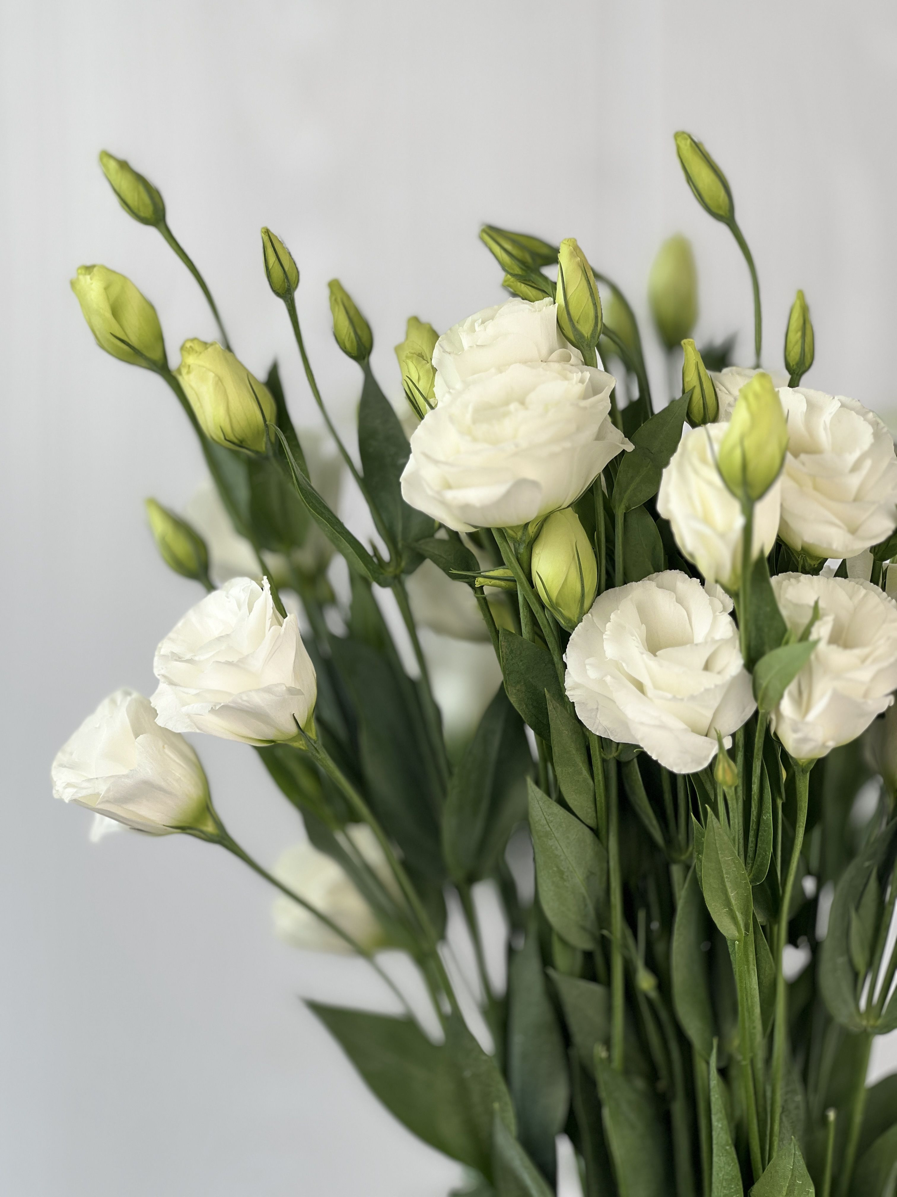 Buy Lisianthus White from Ninfa Flowers LLC, USA | Tradewheel.com