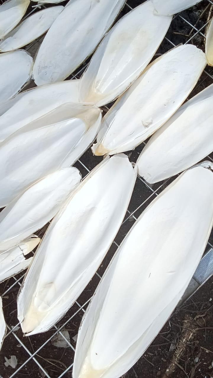 Buy Cuttlefish Bone from Globus Spirits Ltd, India | Tradewheel.com