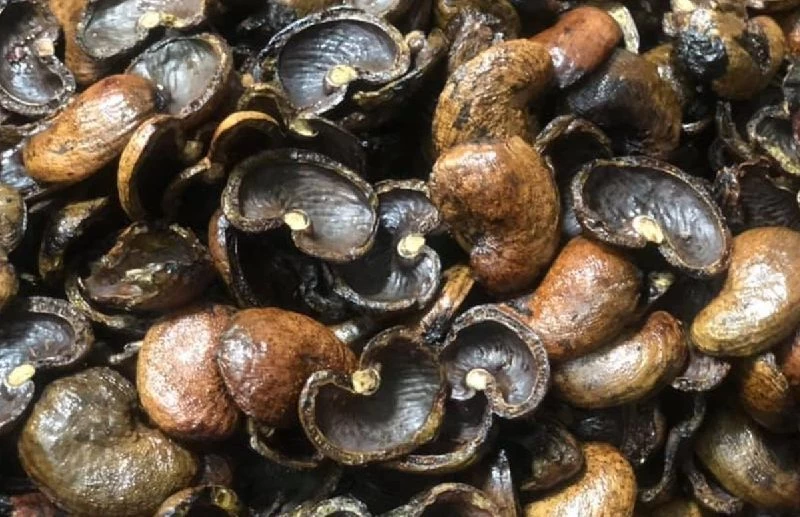 Buy Cashew Nut Shells from BioFluent Global, Switzerland | Tradewheel.com