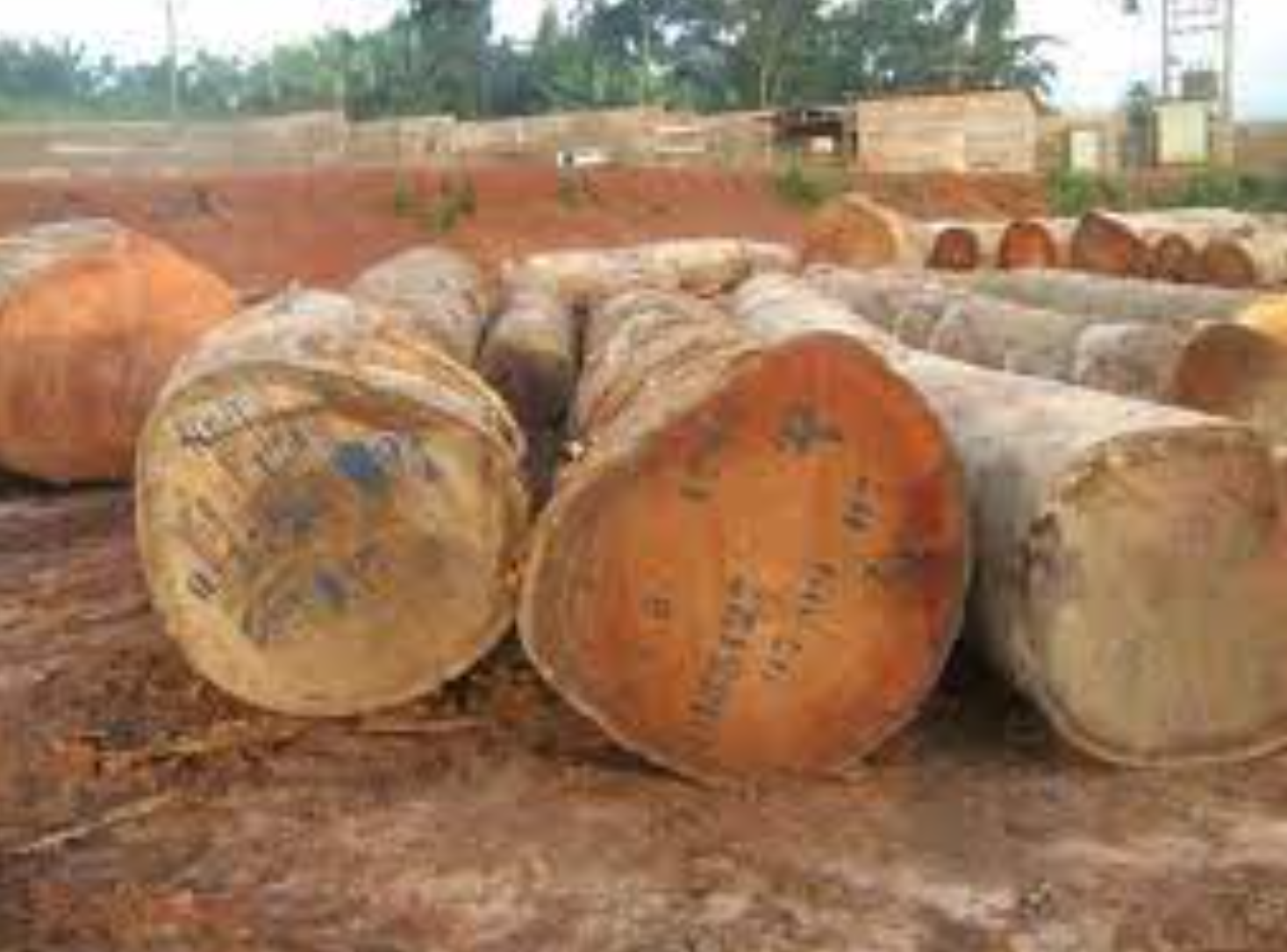 Buy Bubinga, Ebony, Mahogany, Belinga, Iroko, Sapele, Tali Square ...