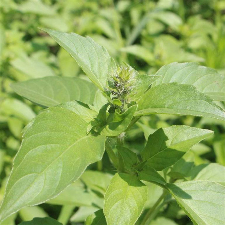 Buy Chinese Herbs Sweet Basil Seeds For Planting from Pingnan Junong ...