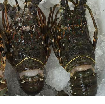 Buy Frozen Lobster / Frozen Lobster Tails / Fresh Live Lobsters from ...