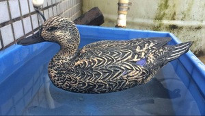 Buy Plastic Fake Duck Hunting Decoy In Garden from Shenzhen HYD ...