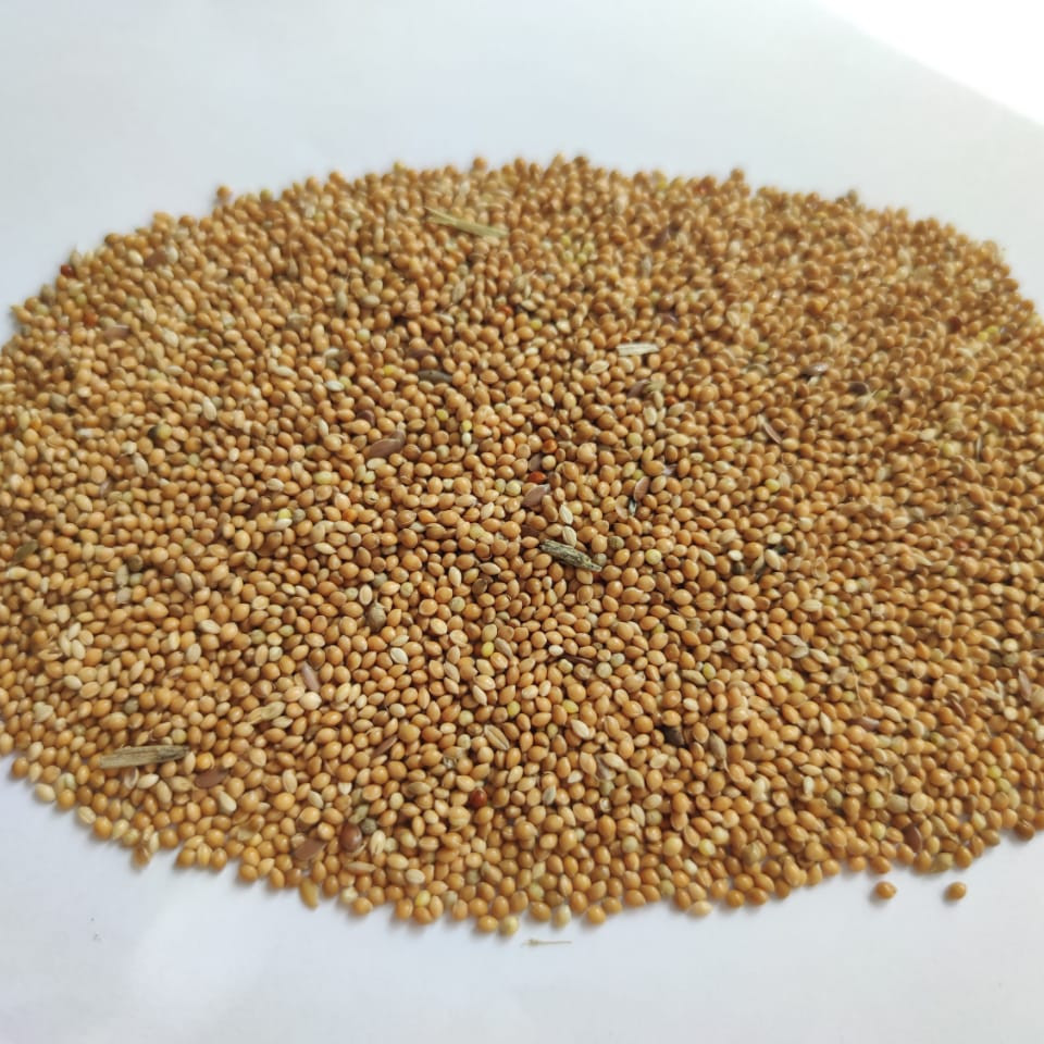 Buy Red Yellow Millet For Sale from ExportGrain RK, Kazakhstan ...