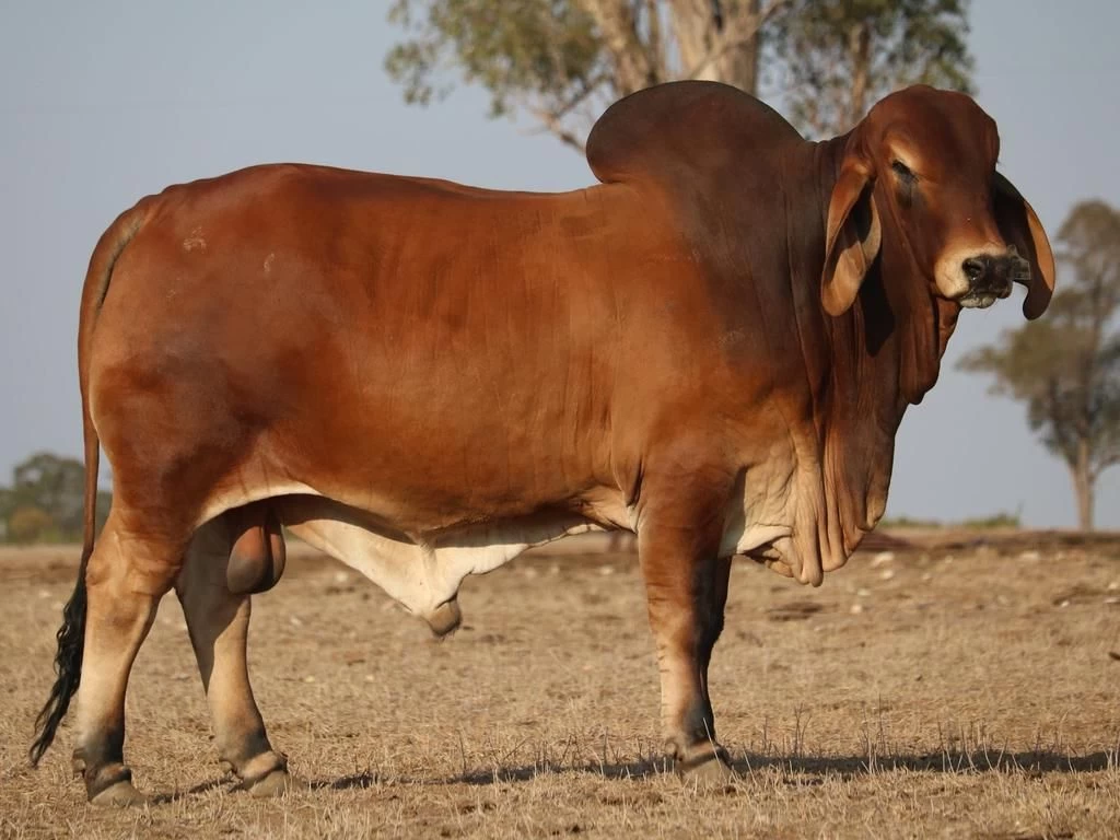 Buy Brahman Bulls For Sale from Company - George Herman, Cameroon ...