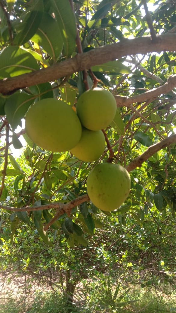 Buy Premium Quality Fresh Indian Mangoes from Global Export Solutions ...