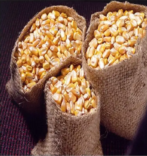 Buy Cameroonian Premium Dried Feed Corn For Sale from Cobra Met Co, Ltd ...