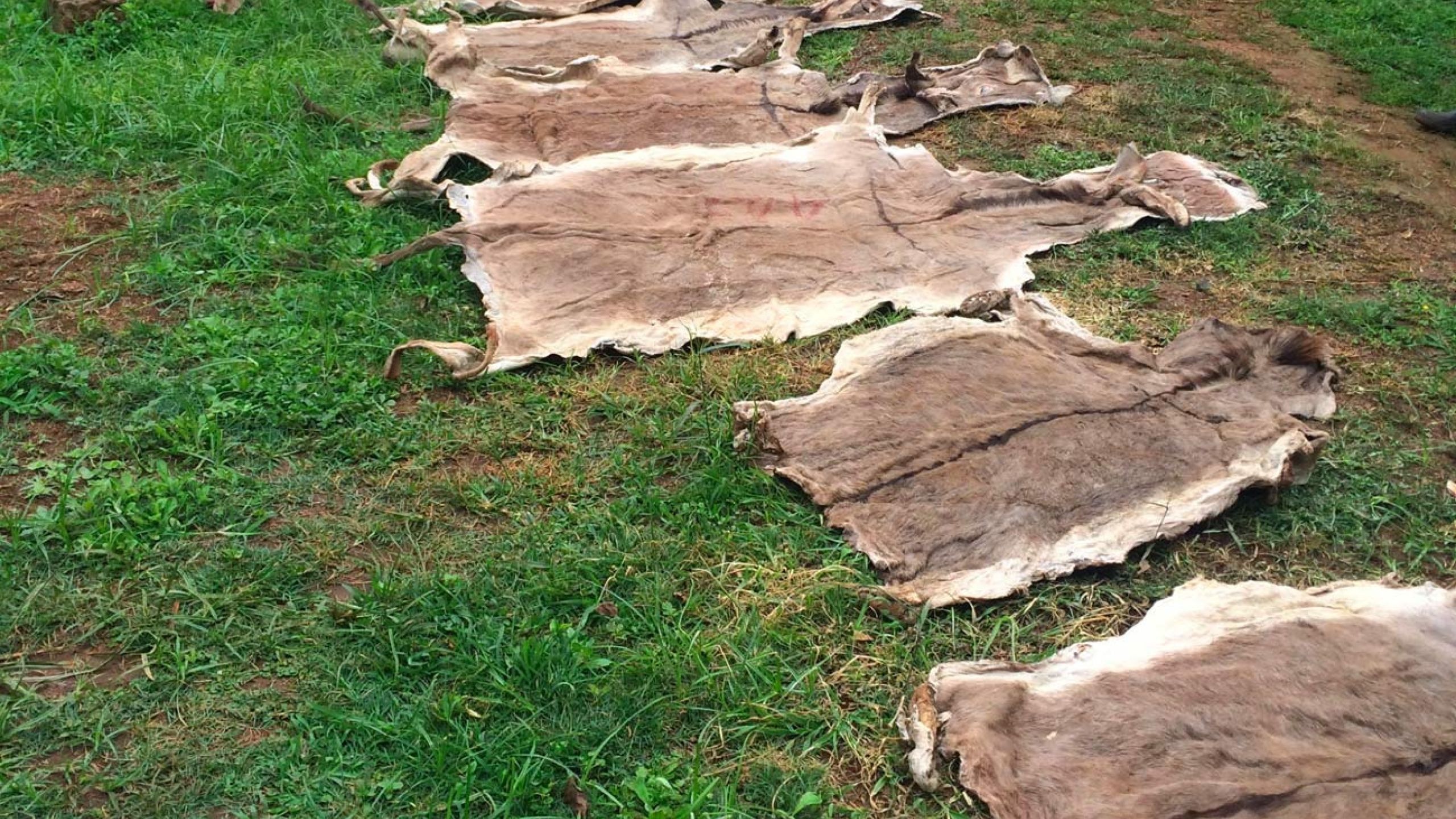 Buy Dried Donkey Hides Available from Kertland KFT, Hungary ...