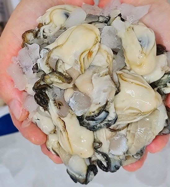 Buy Frozen Oyster (with Shell / Half Shell / Meat) from Teraso Food ...