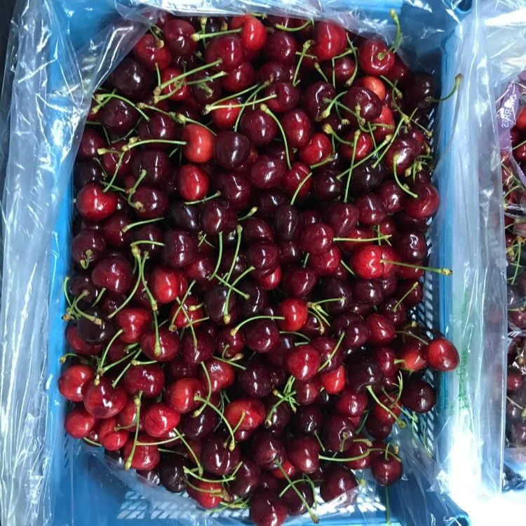 Buy Quality Fresh Red Cherries From Turkey Fast Shipping from Turkish ...