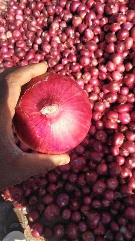 Buy Onion from LM enterprises, India | Tradewheel.com