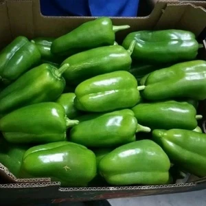 Buy Fresh Peppers From Ecuador from Tropiveggiefruits Sas, Ecuador ...