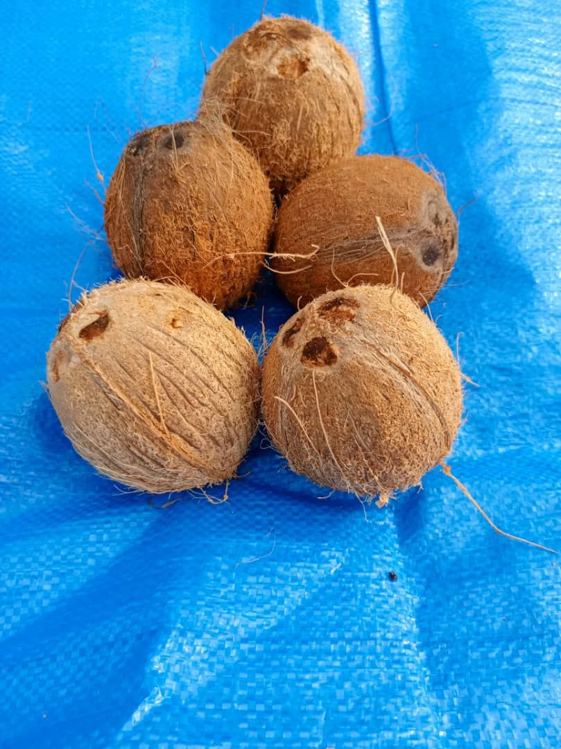 Buy Selling Fresh Coconuts from A.T.I. SAS, Cote D'Ivoire (Ivory Coast ...