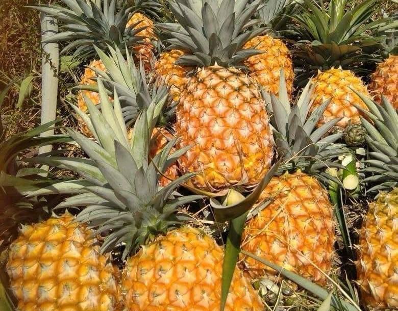 Buy Premium Queen Pineapple From Indonesia from PT. Antromeda Visi Tama ...