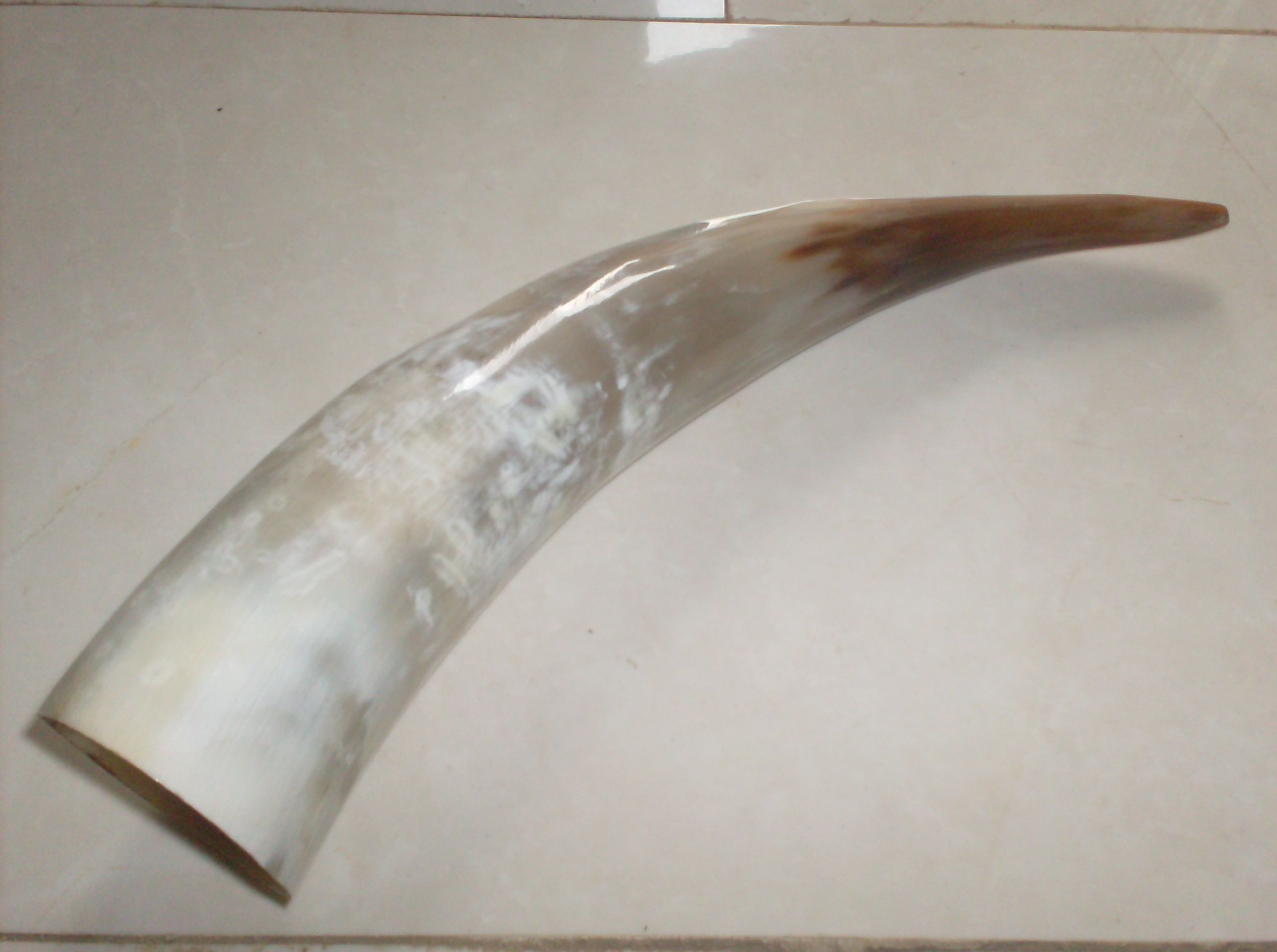 Buy Polished Cow Horn from Basic Agro Tech Nig Ltd, Nigeria ...