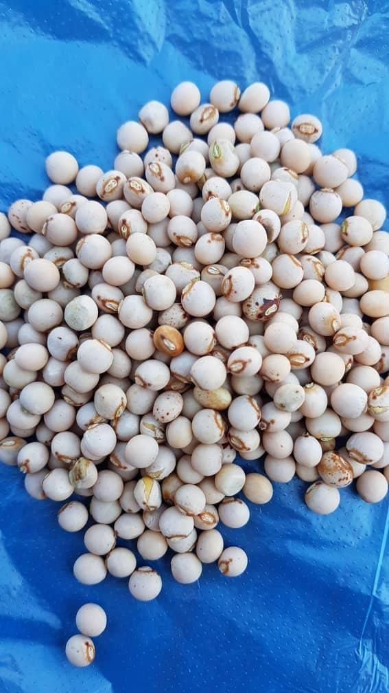 Buy Pigeon Peas Tur from IGAA EXPORTS LTD, Tanzania | Tradewheel.com