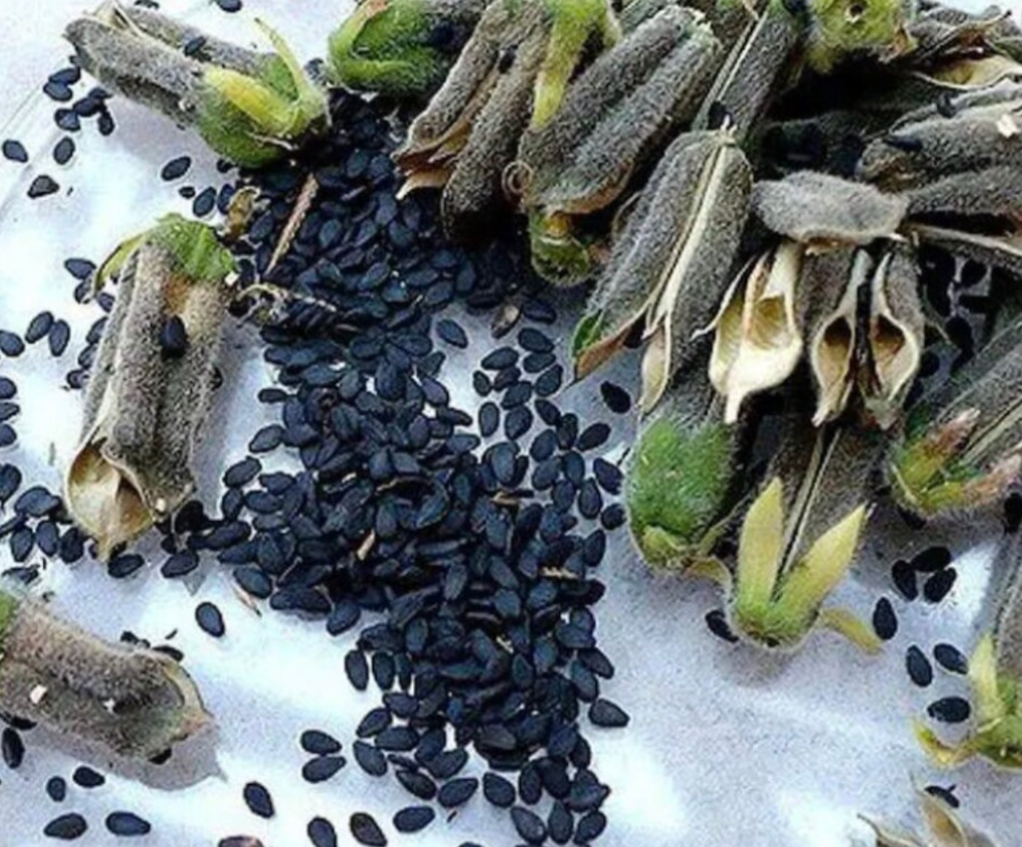 Buy Sesame Seeds from Felad Consulting, Canada | Tradewheel.com
