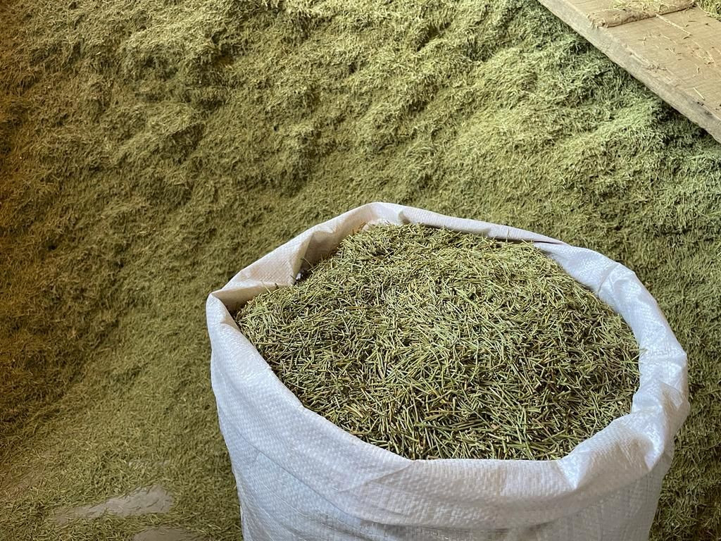 Buy Ephedra Herb from Harmain Global Imports And Exports, Pakistan ...