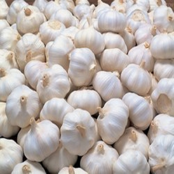Buy Fresh Garlic from PANKAJ AGRO COMMODITIES, India | Tradewheel.com