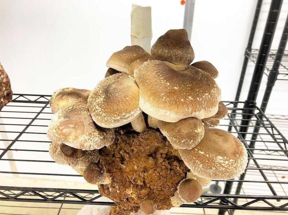 Buy Special Grade Dried Shiitake Mushroom Stem / Shiitake Mushroom ...