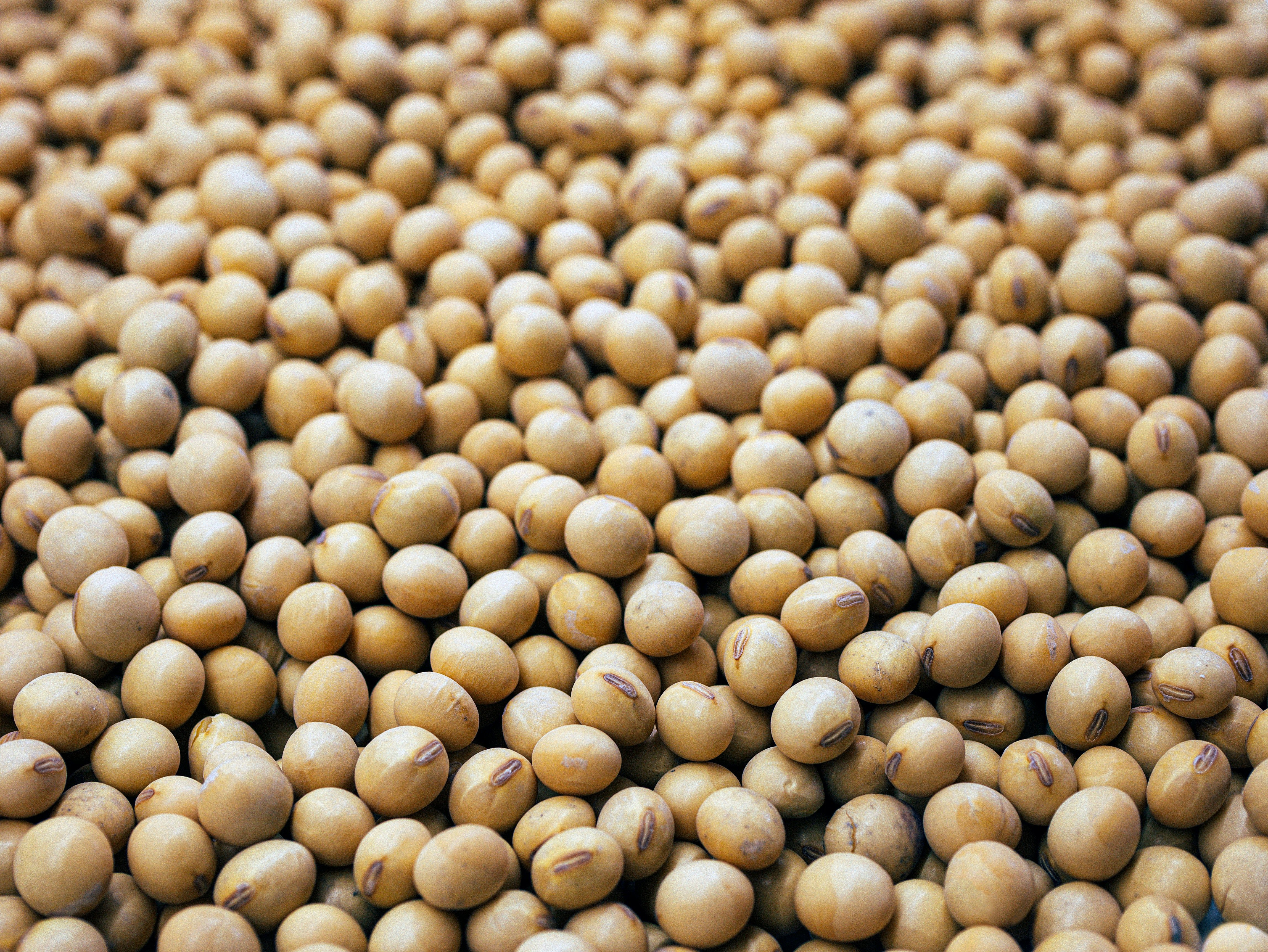 Buy Soybean Gmo from J&T Commodity Export, Brazil | Tradewheel.com