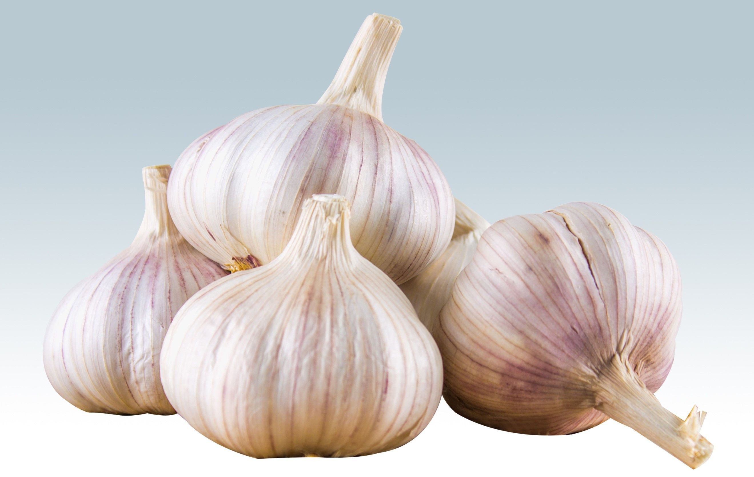 Buy Garlic from Agri Crop, Egypt | Tradewheel.com