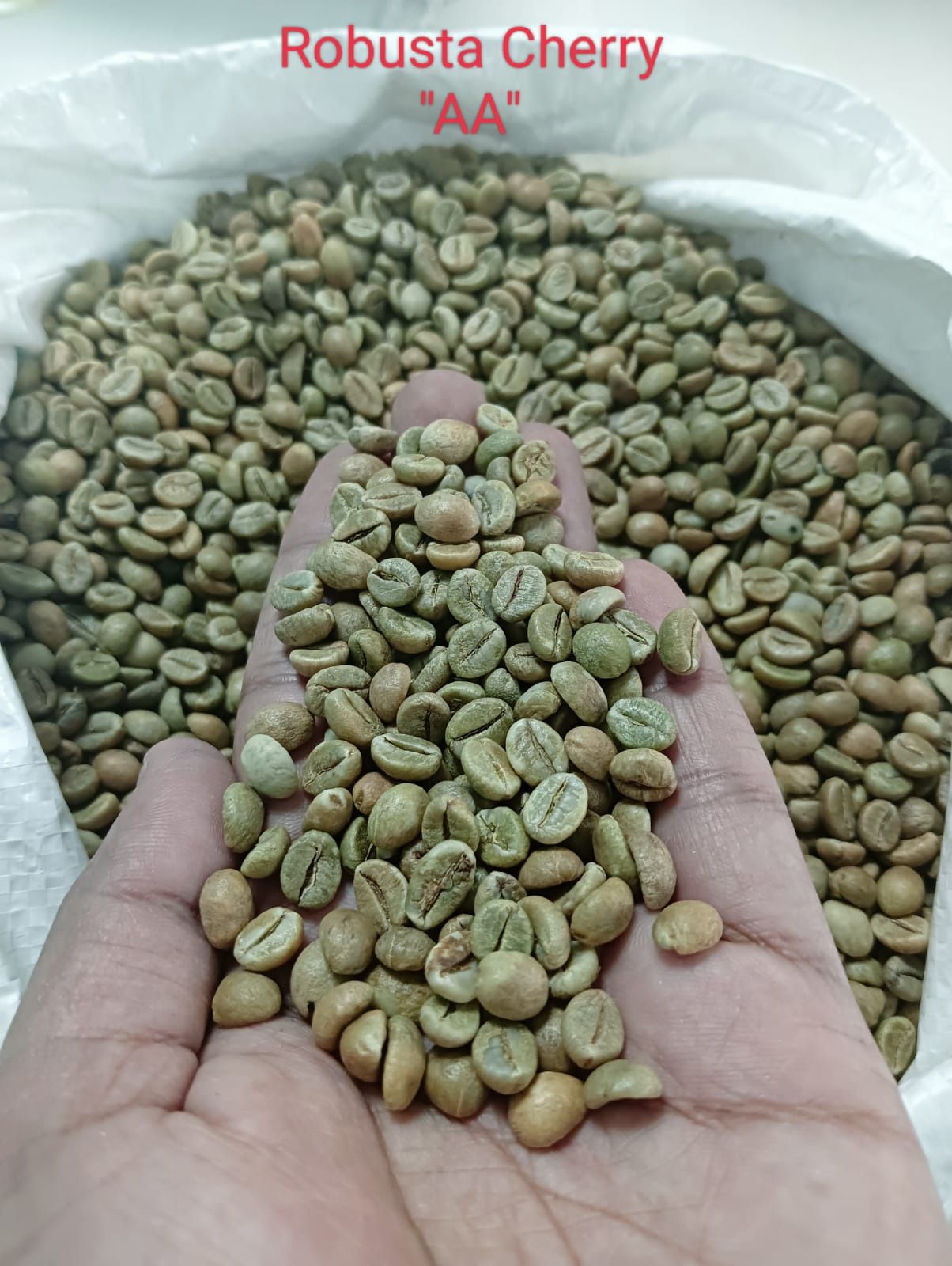 Buy Robusta Cherry Aa Green Coffee Beans from Blueberry, India ...