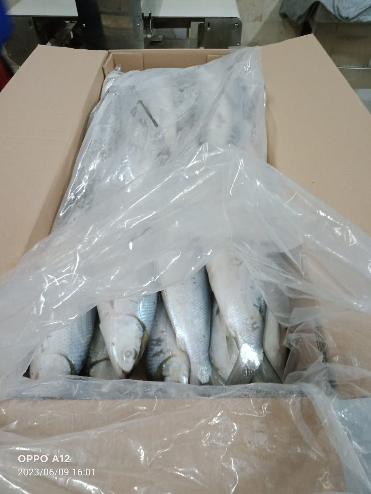 Buy Frozen Milkfish from PT AGRO TUNGGAL NUSANTARA, Indonesia ...