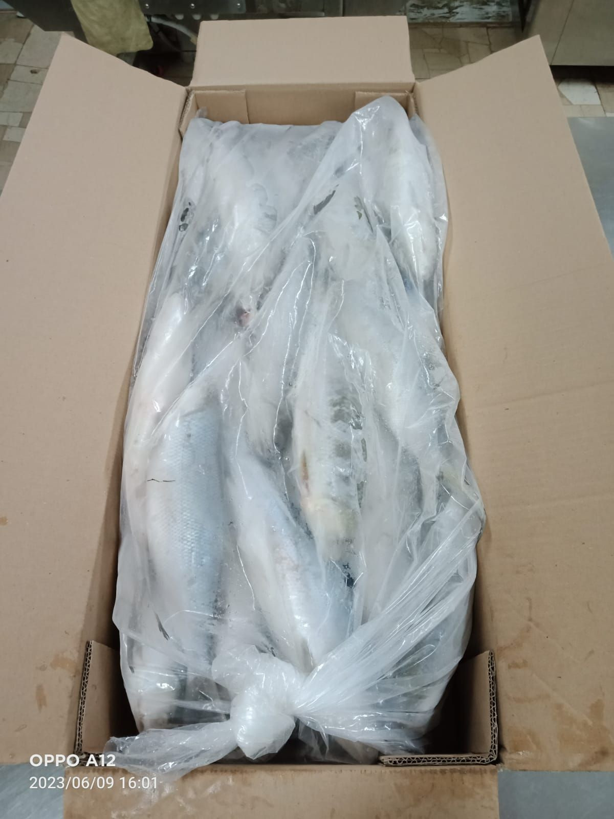 Buy Frozen Milkfish from PT AGRO TUNGGAL NUSANTARA, Indonesia ...