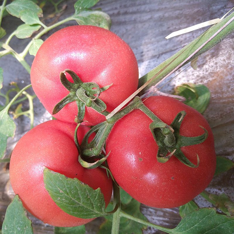 Buy Canned Tomato Sauce Sizes from Markco Polo Enterprise Pty Ltd ...
