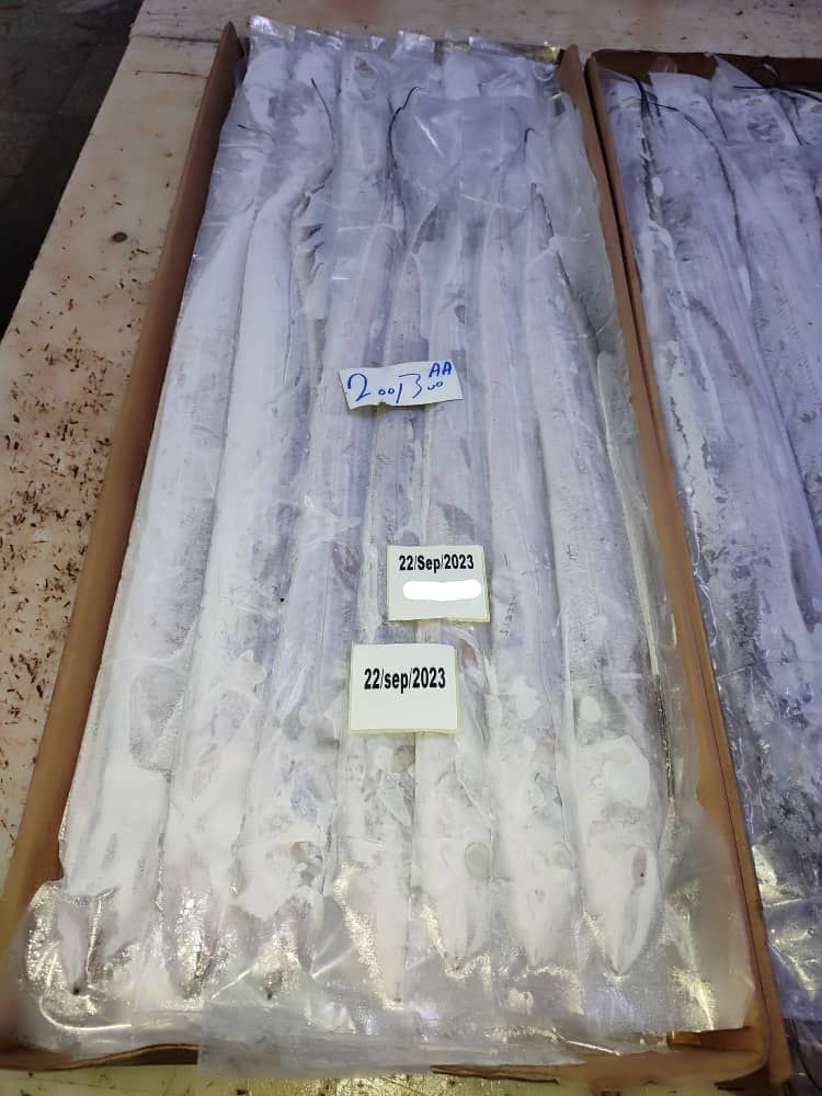 Buy Ribbon Fish from Arvand shiva, USA | Tradewheel.com