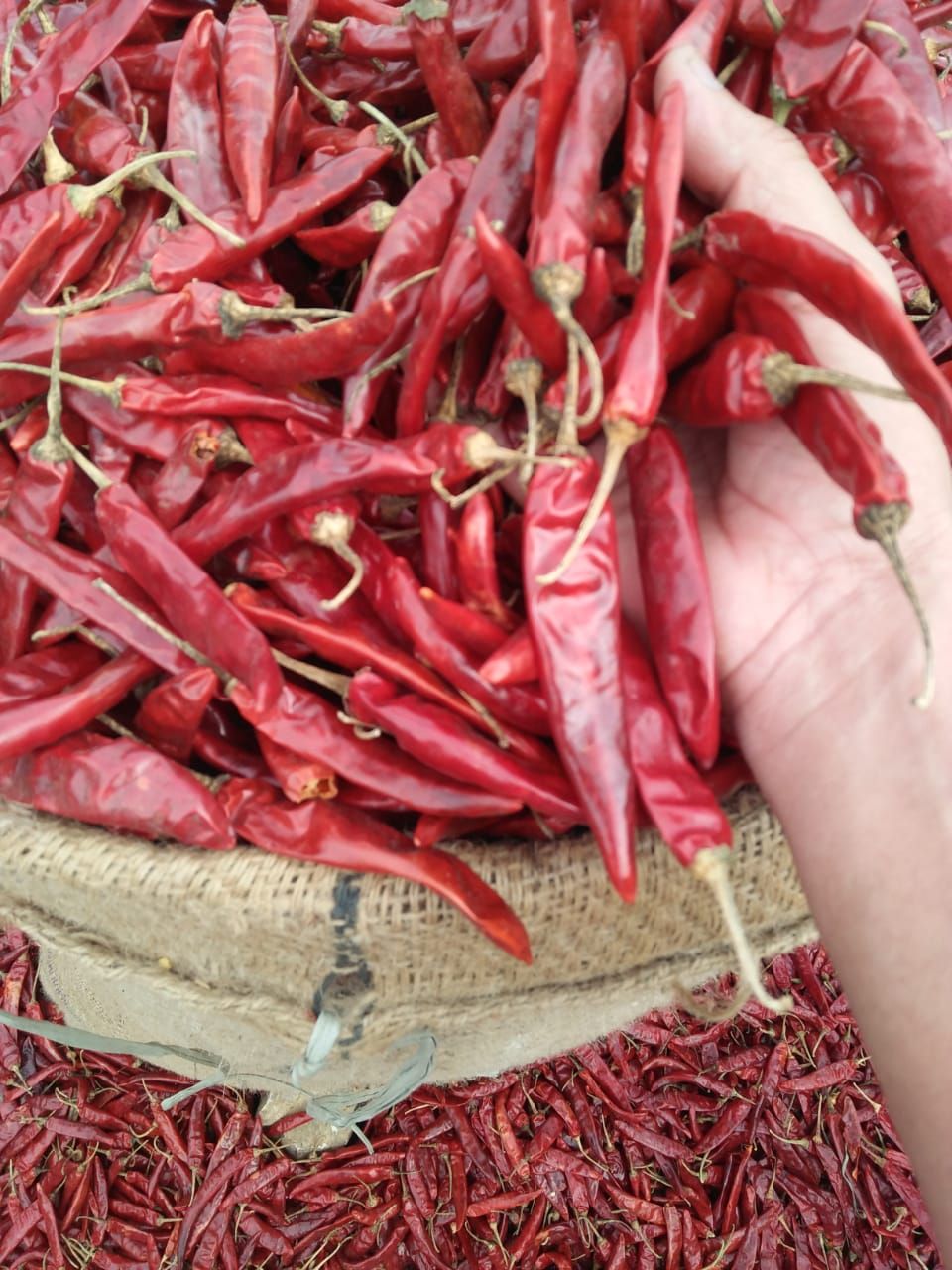 Buy Dry Red Chilli from NAVARATNA SPRING AGRO PRODUCTS PRIVATE LIMITED ...