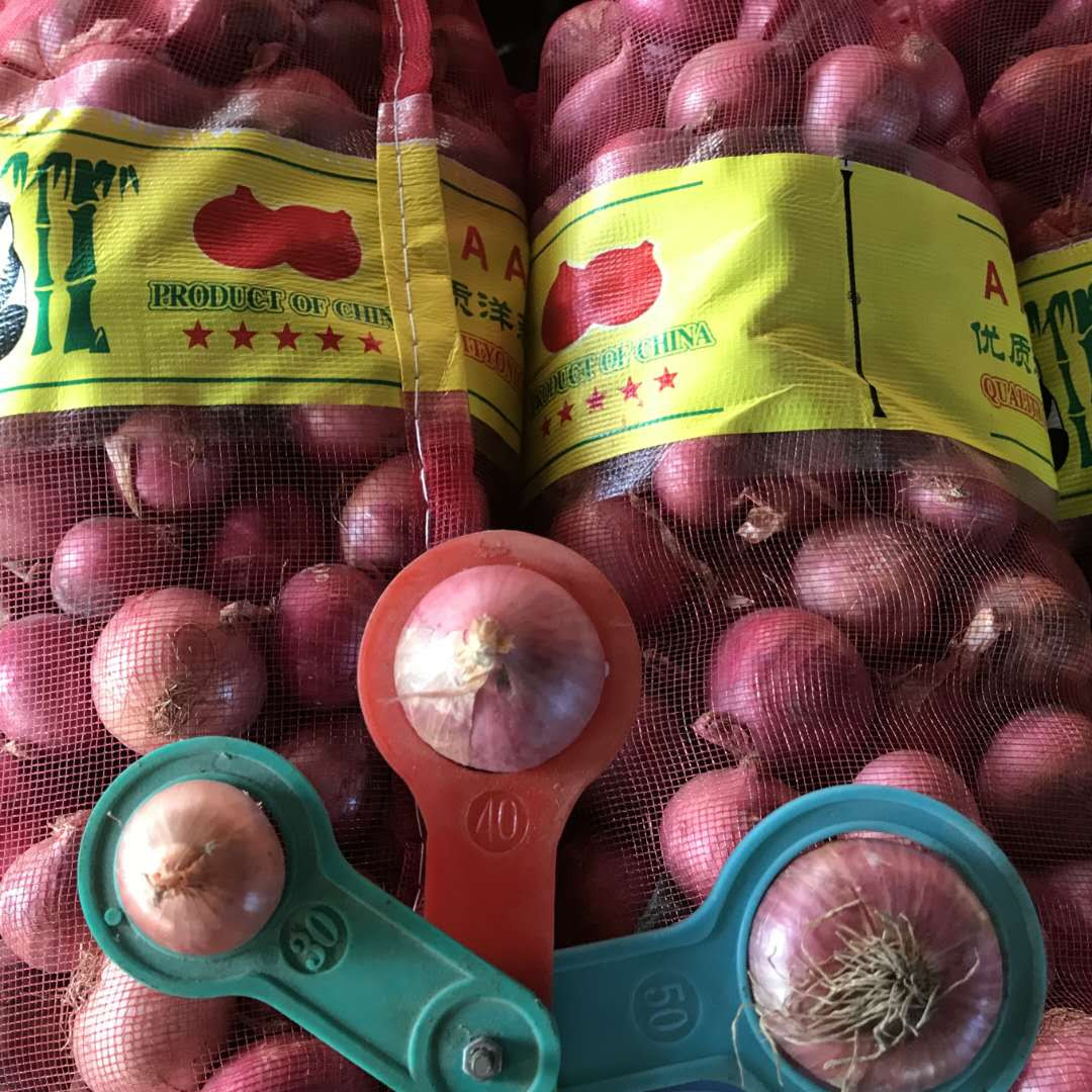 Buy Fresh Onion Red Onion 5-8cm Holland Dutch Onions from Jining Green ...