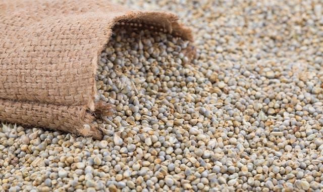 Buy Indian Green Millet (bajra) from SATTVA EXIM, India | Tradewheel.com