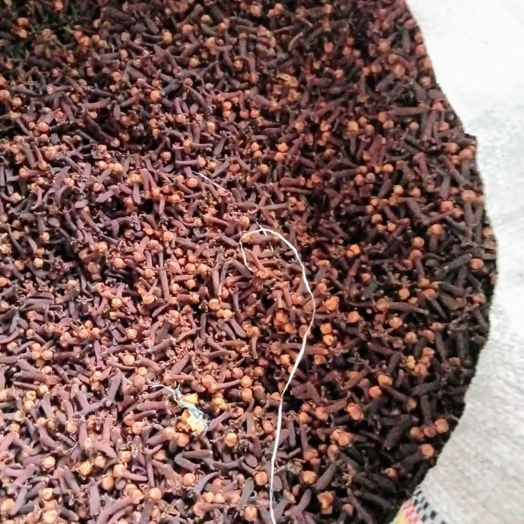 Buy Best Indonesian Cloves from Bumi Pertiwi Agriculture, Indonesia ...