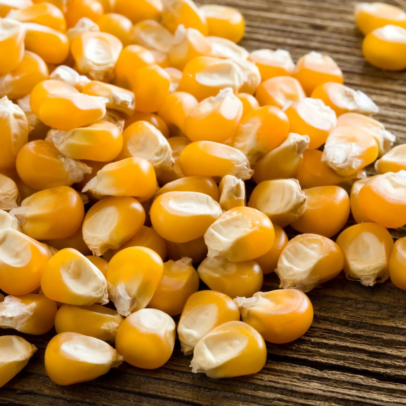 Buy Feed Grade Yellow Maize – Clean, Dried, And Ready For Export from ...