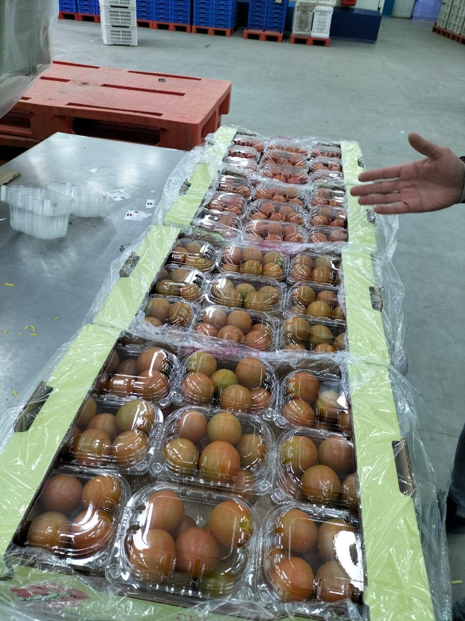 Buy Cherry Tomatoes from Expert For Export Services, Egypt | Tradewheel.com