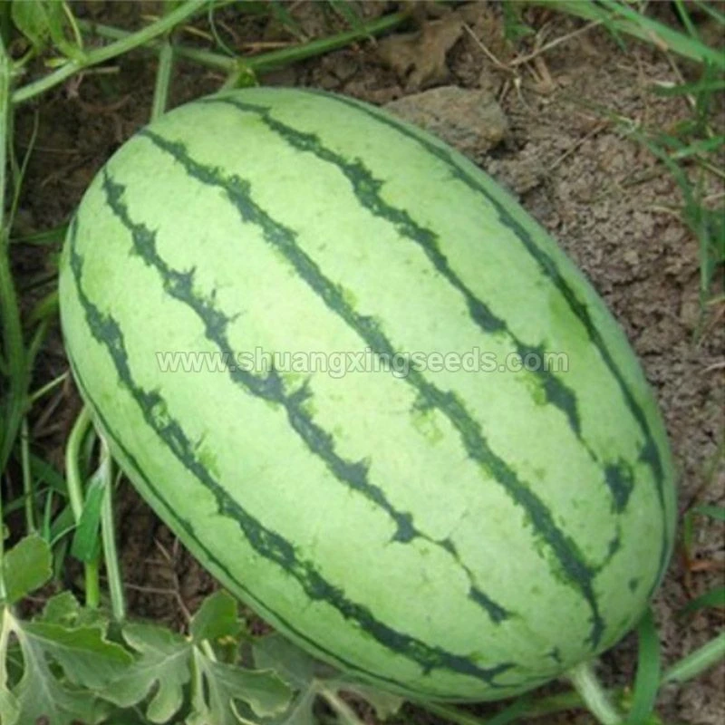 Buy Chinese High Quality Hybrid Watermelon Seeds﻿ from Hebei Shuangxing ...