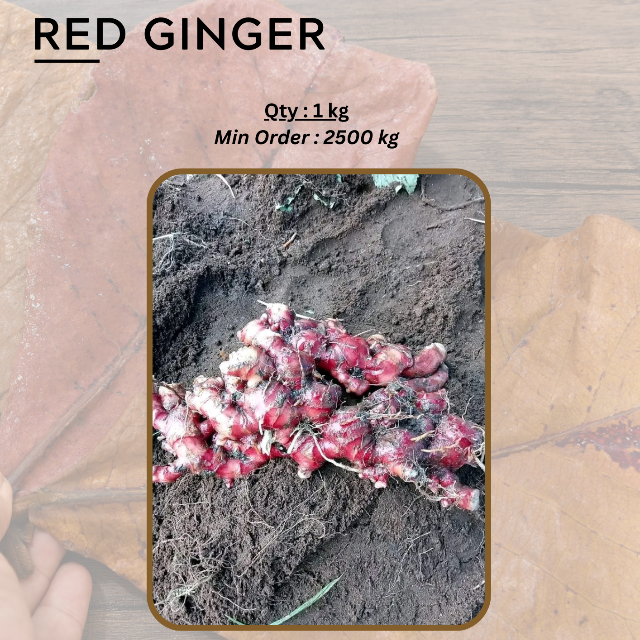 Buy Red Ginger from Artha Natura Sentosa, Indonesia | Tradewheel.com