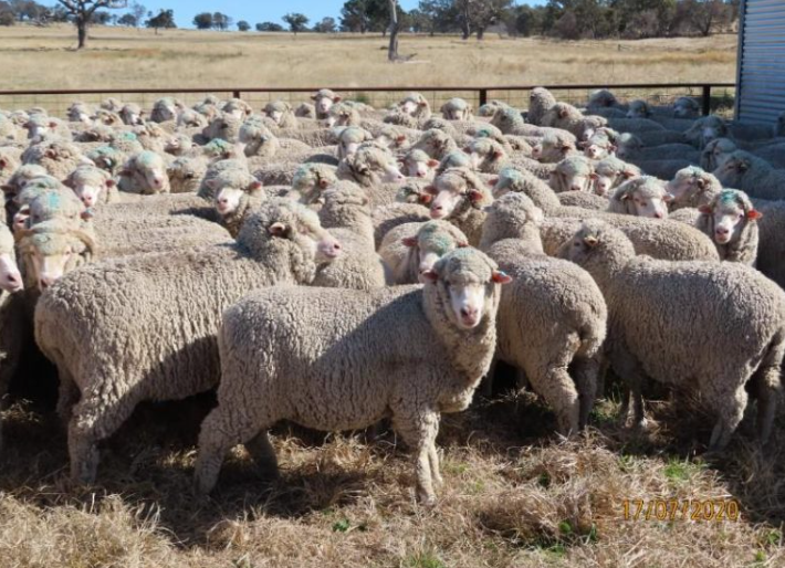 Buy Merino Sheep from Landove International Exports (Pty) Ltd, South ...