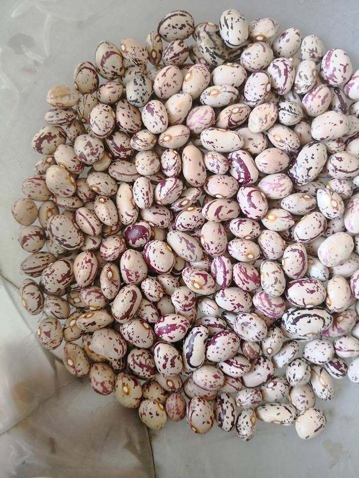 Buy Sugar Beans from SCRUM CONTRACTORS AND GENERAL SUPPLIES LIMITED ...