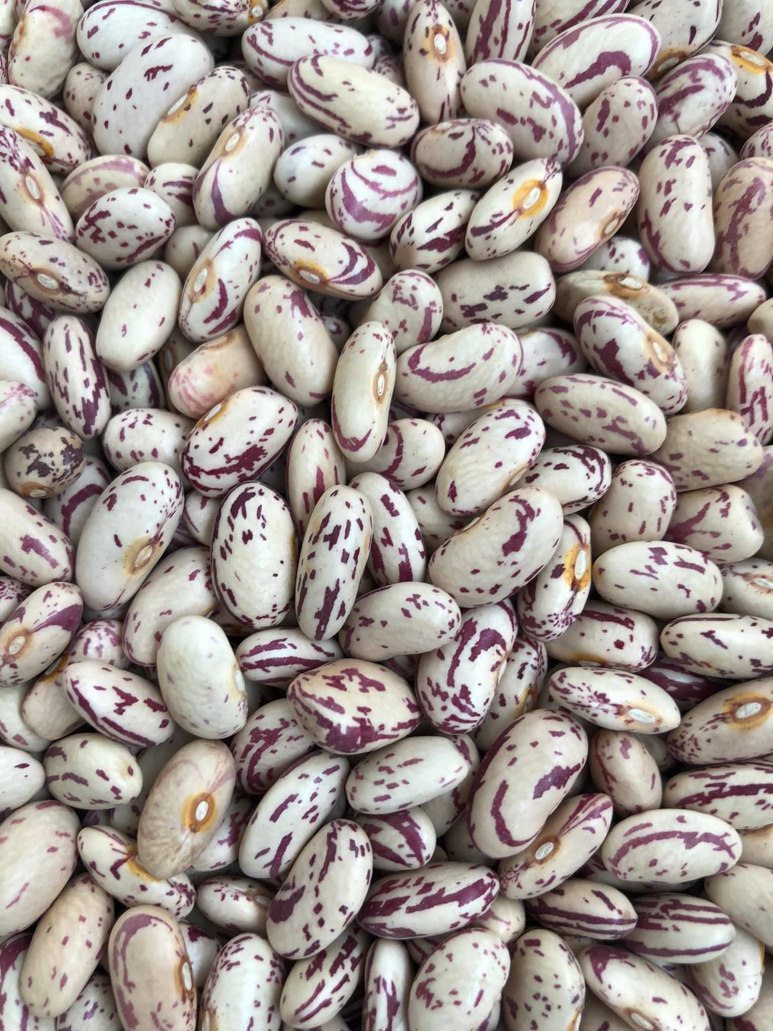 Buy Sugar Beans from SCRUM CONTRACTORS AND GENERAL SUPPLIES LIMITED ...
