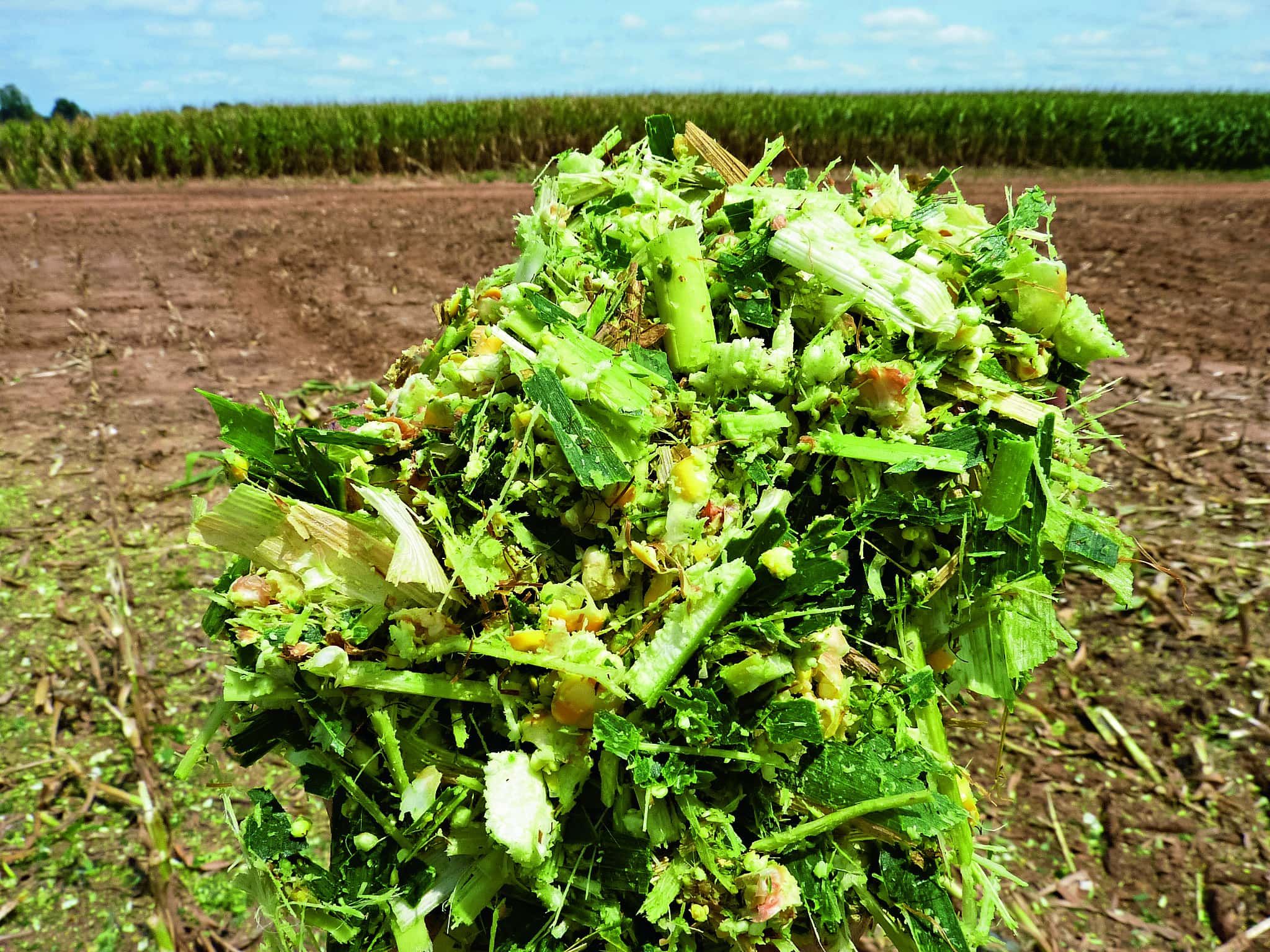 Buy Corn Silage For Animal Feed, Dairy Feed from S-Core Group JSC ...