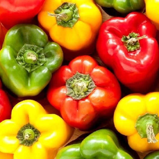 Buy Fresh Capsicum from LINDILE AND SONS SUPPLIES PTY LTD, South Africa ...