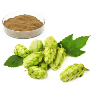 Buy Hops Flower Extract 5% 10% Bulk Xanthohumol Powder from Xian ...
