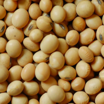 Buy New Crop Soya Beans For Sell from KOFONS BUSINESS SOLUTIONS PTY LTD ...
