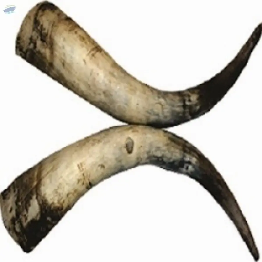 Buy Cow Horns , Paired Raw Cow Horn from Top Level Network LLC, USA ...