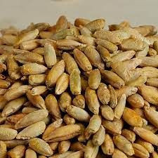 Buy Rye Berry Wholesale from AgronoMarket Int'l, USA | Tradewheel.com