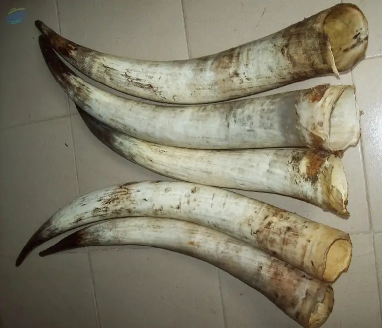 Buy Cow Horns , Paired Raw Cow Horn from Top Level Network LLC, USA ...
