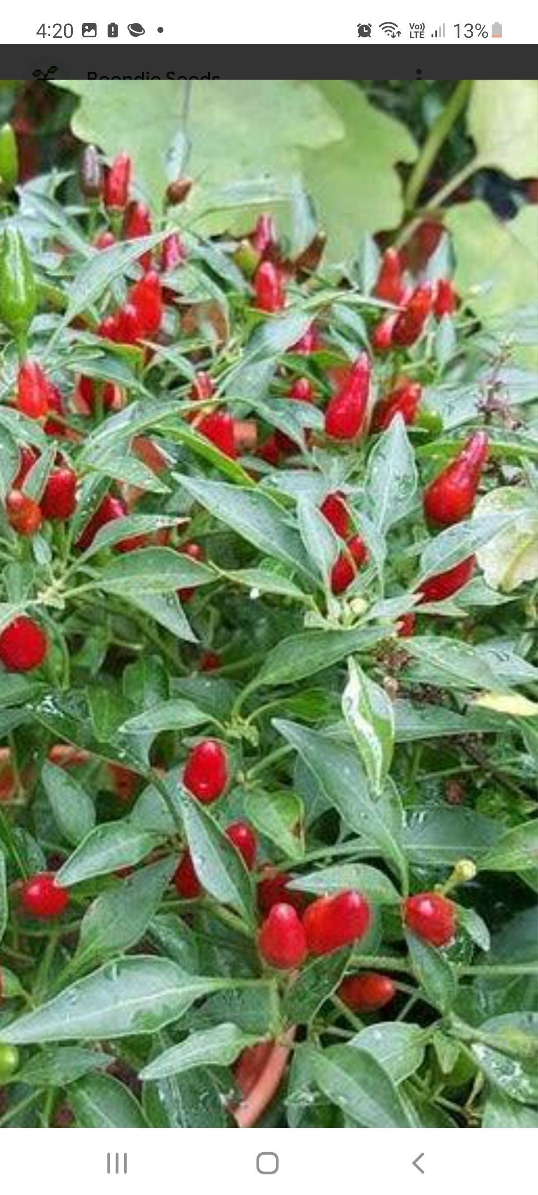 Buy Birds Eye Chilli from Moringa bowen, Australia | Tradewheel.com